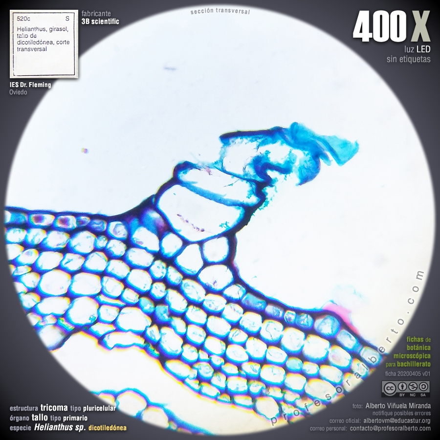 Tejidos Vegetales ← Botánica Microscópica ← Fisiología e Histología ...